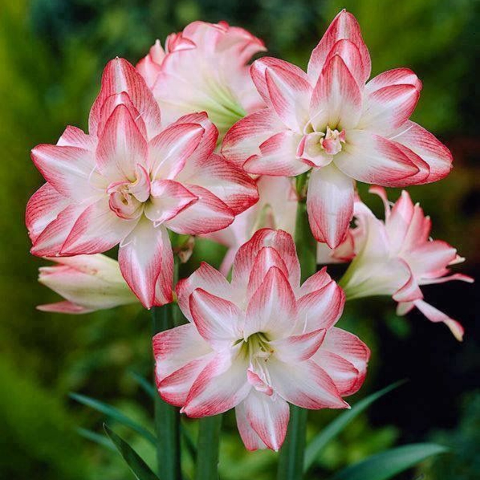 Rare Amaryllis-Bulbs For Planting - Garden Elegance Decoration ...