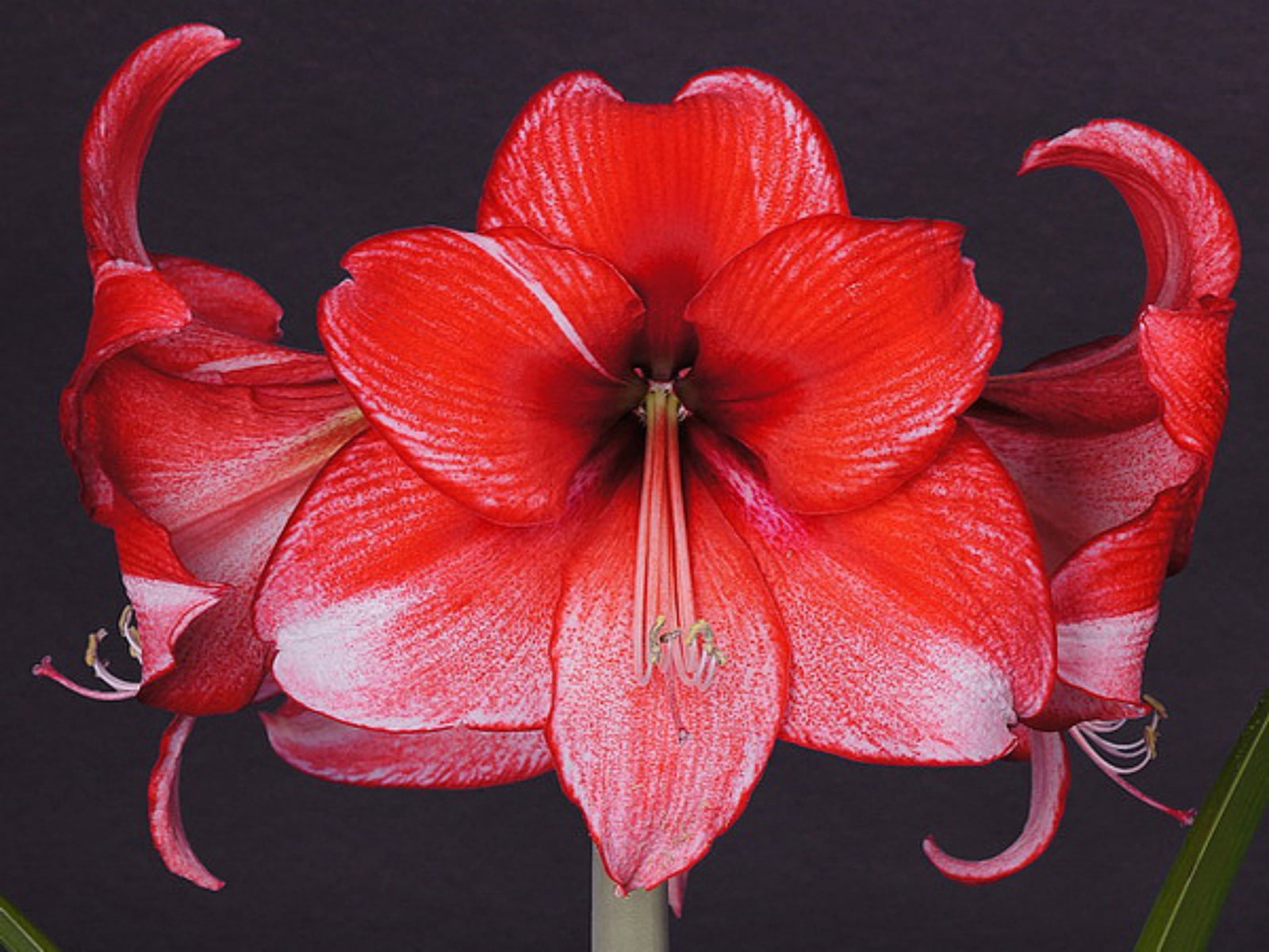 Rare Amaryllis-Bulbs For Planting - Garden Elegance Decoration ...