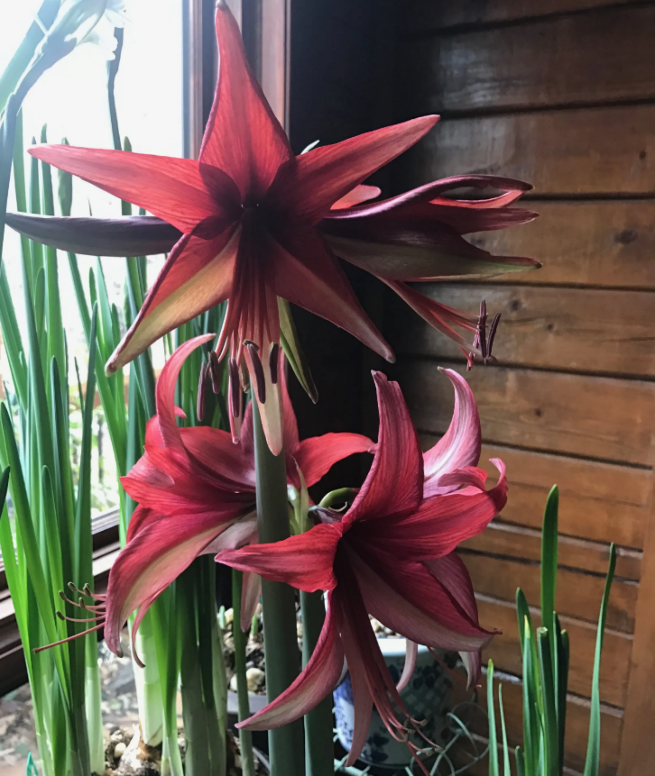 Rare Amaryllis-Bulbs For Planting - Garden Elegance Decoration ...
