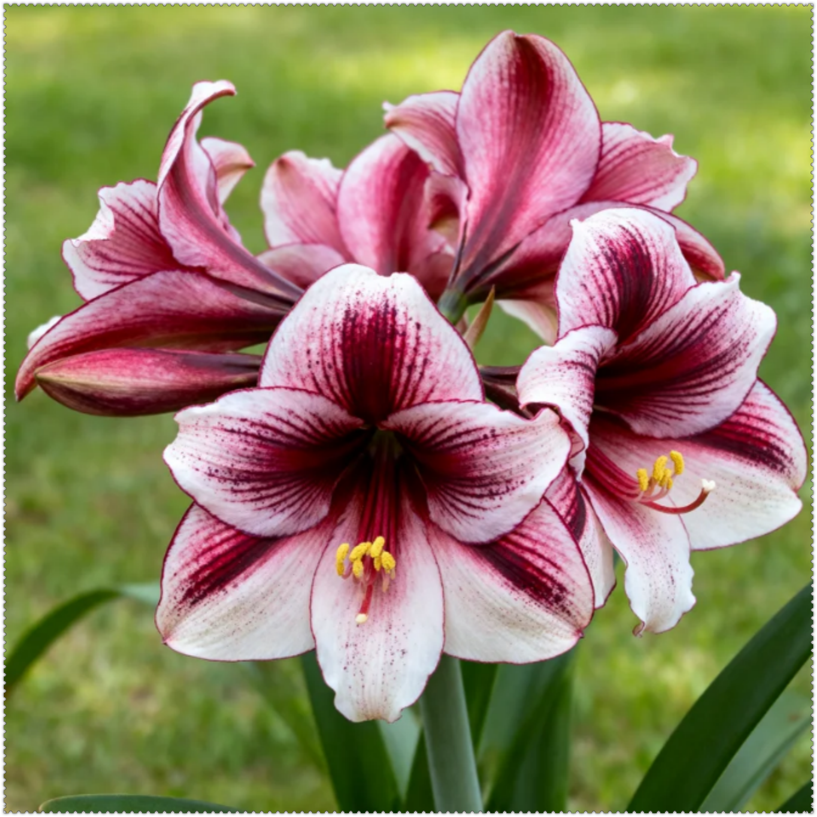 Rare Amaryllis-Bulbs For Planting - Premium Garden Stakes Perfect for ...