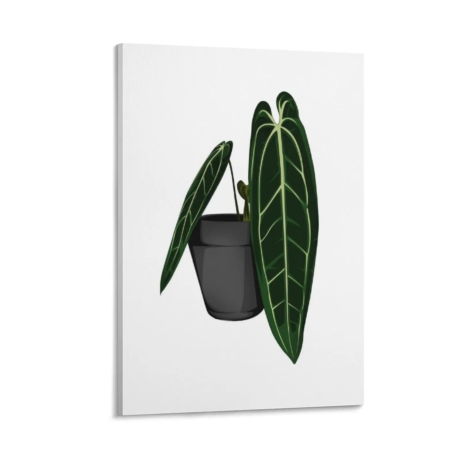 Rare Anthurium - Anthurium Warocqueanum - Dark form Canvas Painting ...
