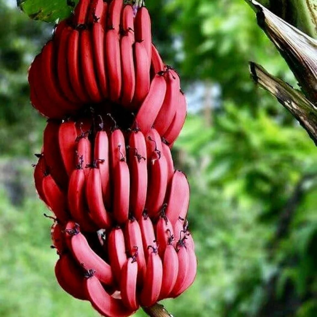 Rare Banana Tree Live Plant, 4-8" Tall, Banana Plant Live Well Rooted ...