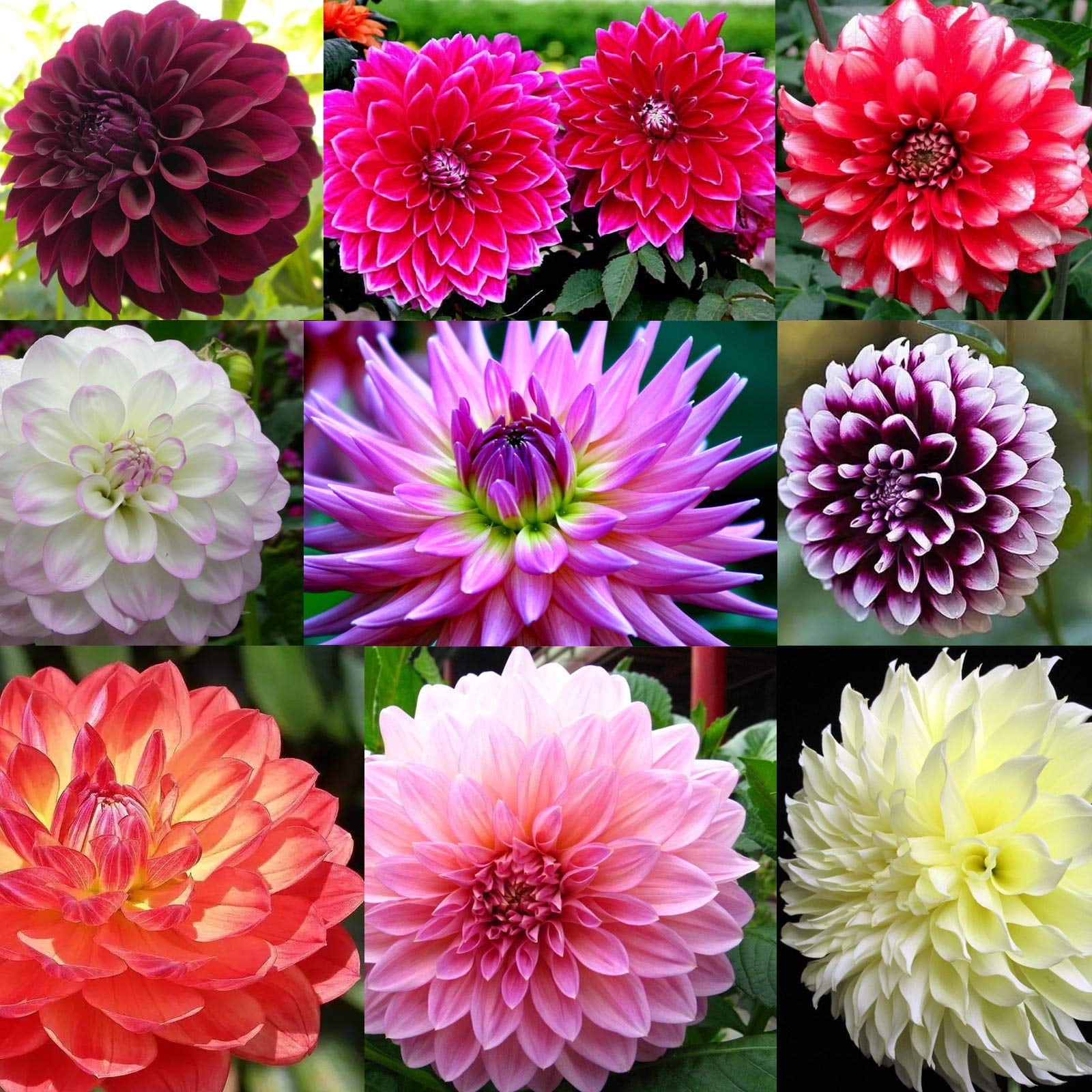 Rare Beautiful Perennial Mixing Color Dahlia Flowers Seeds 100PCS ...