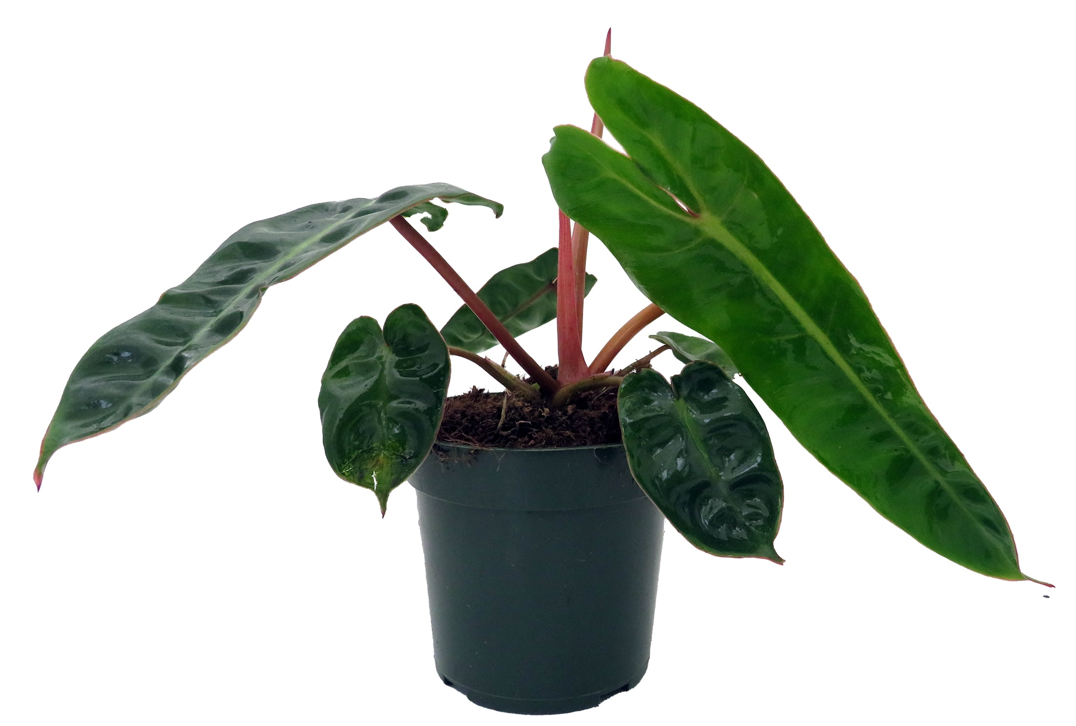 Rare Billietiae Philodendron - 4" pot - Walmart.com
