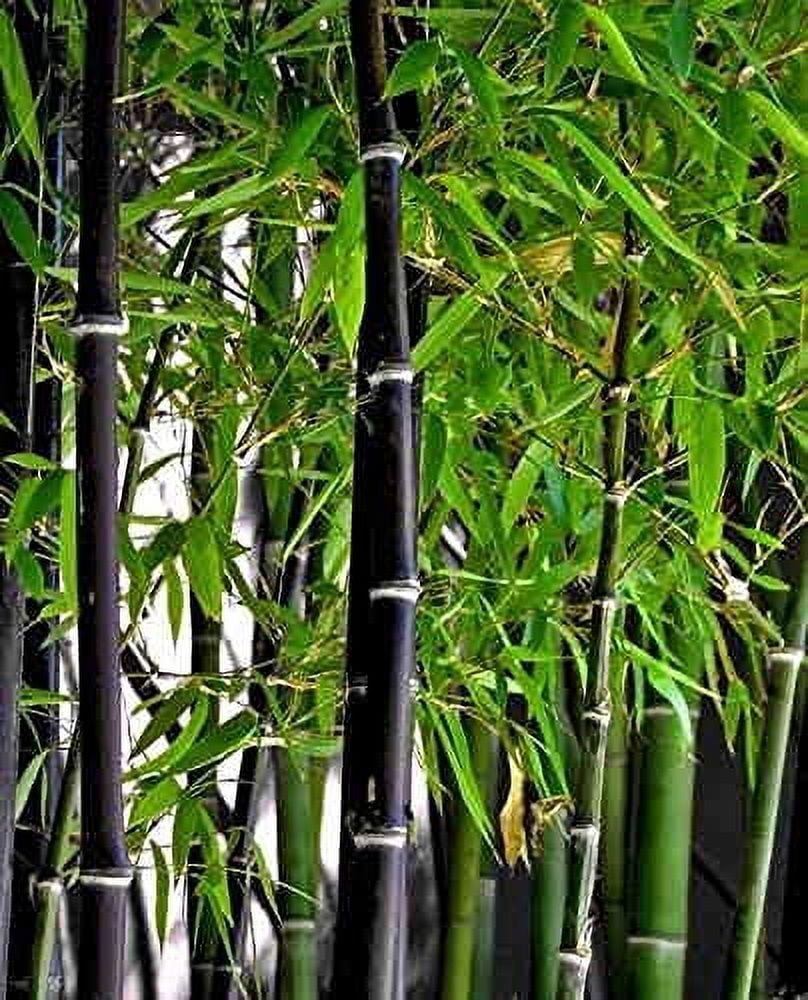 Rare Black Bamboo Seeds for Planting - 50+ Seeds - Grow Black Bamboo ...
