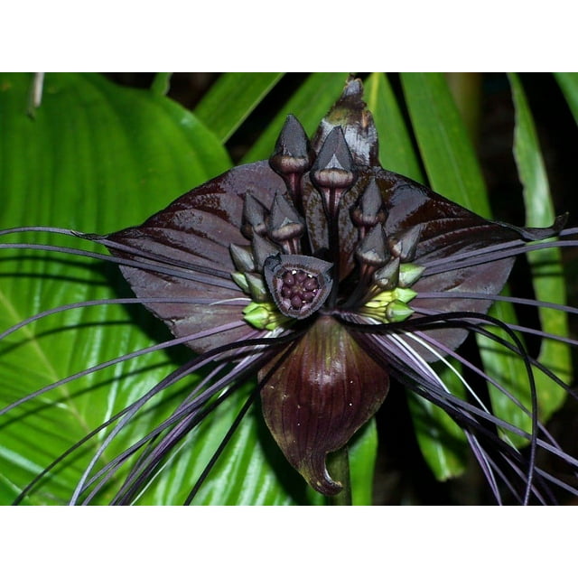 Live Indoor Rare Black Bat Plant -Tacca chanterii - Exotic Houseplant ...