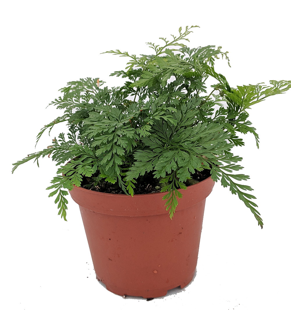 White Rabbit's Foot Fern 4" pot - Davallia - Walmart.com