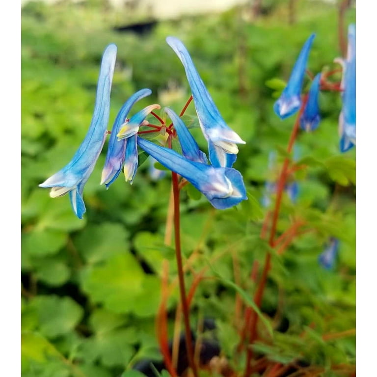 Blue Bleeding Heart Flower