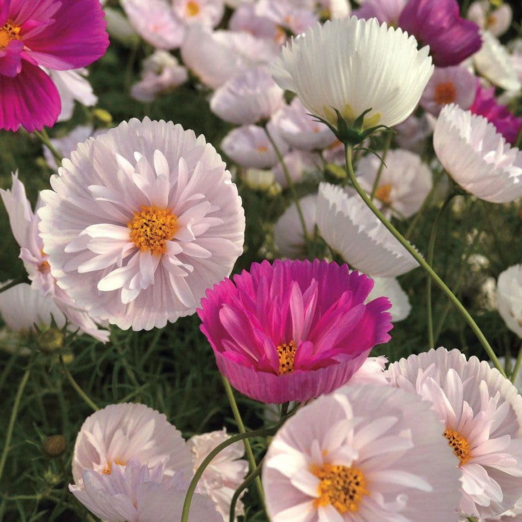 Rare Blush Pink Cosmos Seeds for MVR1 Planting Non-GMO Cupcakes Cosmos ...