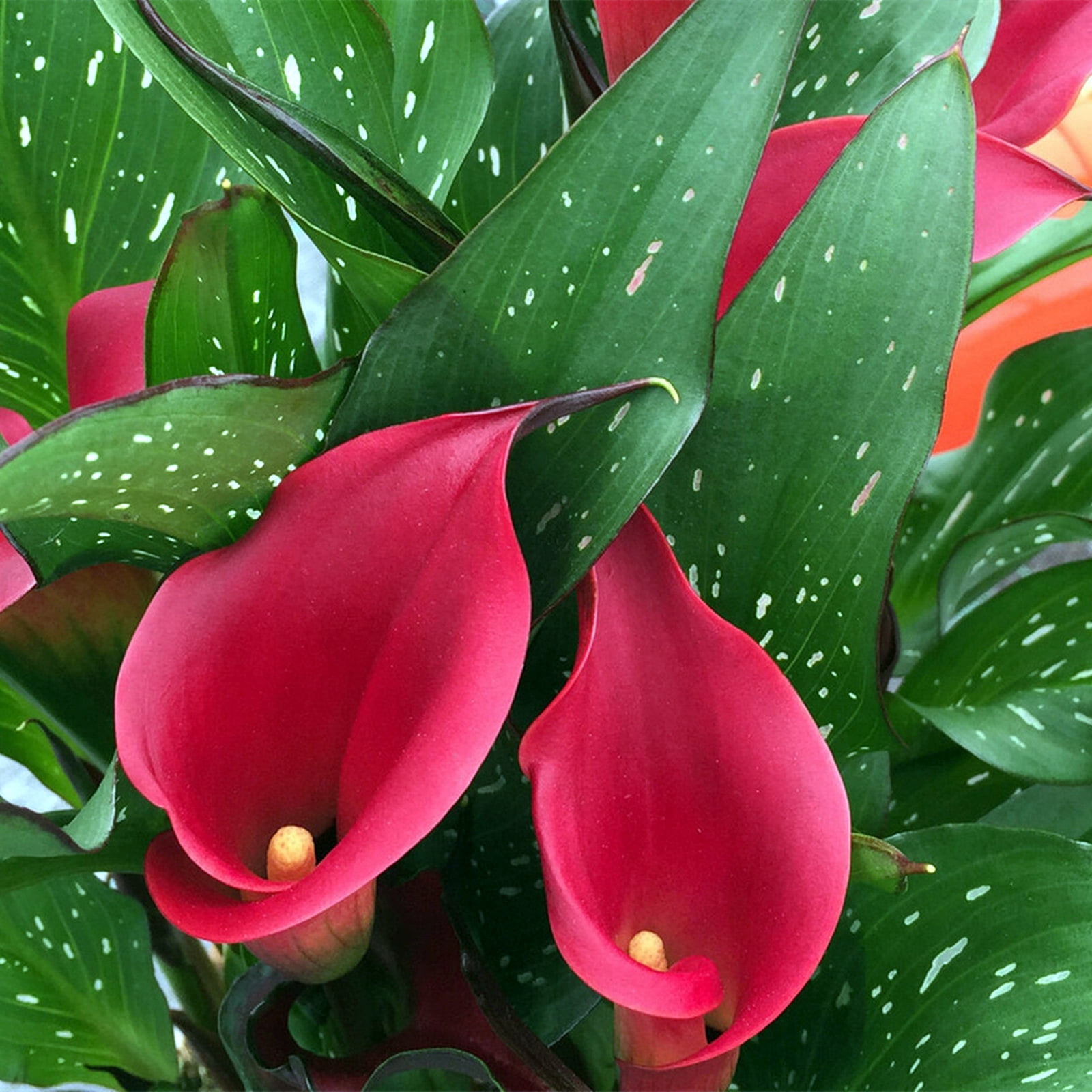 Rare,Brilliant,Perennial Calla Lily,Mixed,Beauty - Walmart.com