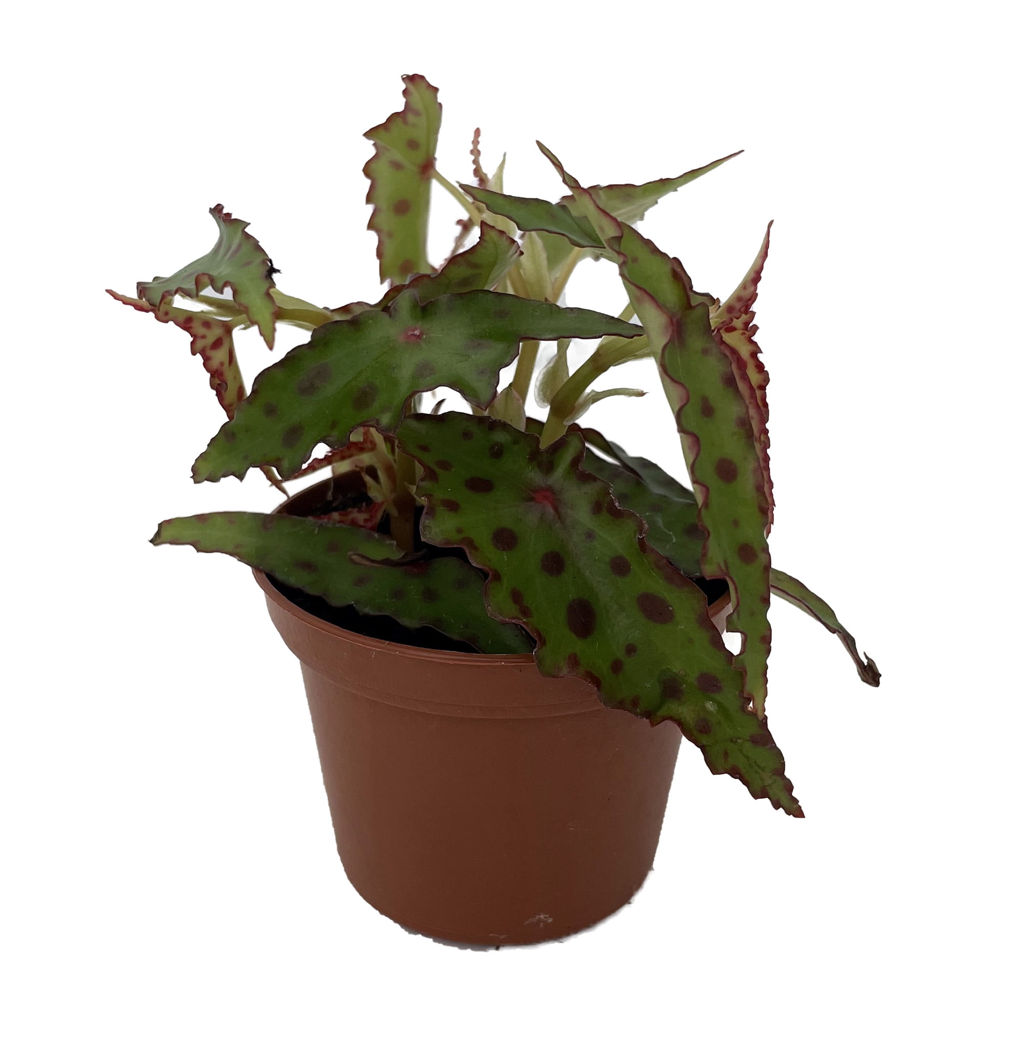 Hirt's Gardens, Rare Butterfly Begonia Plant, Begonia amphioxus, 2.5 ...
