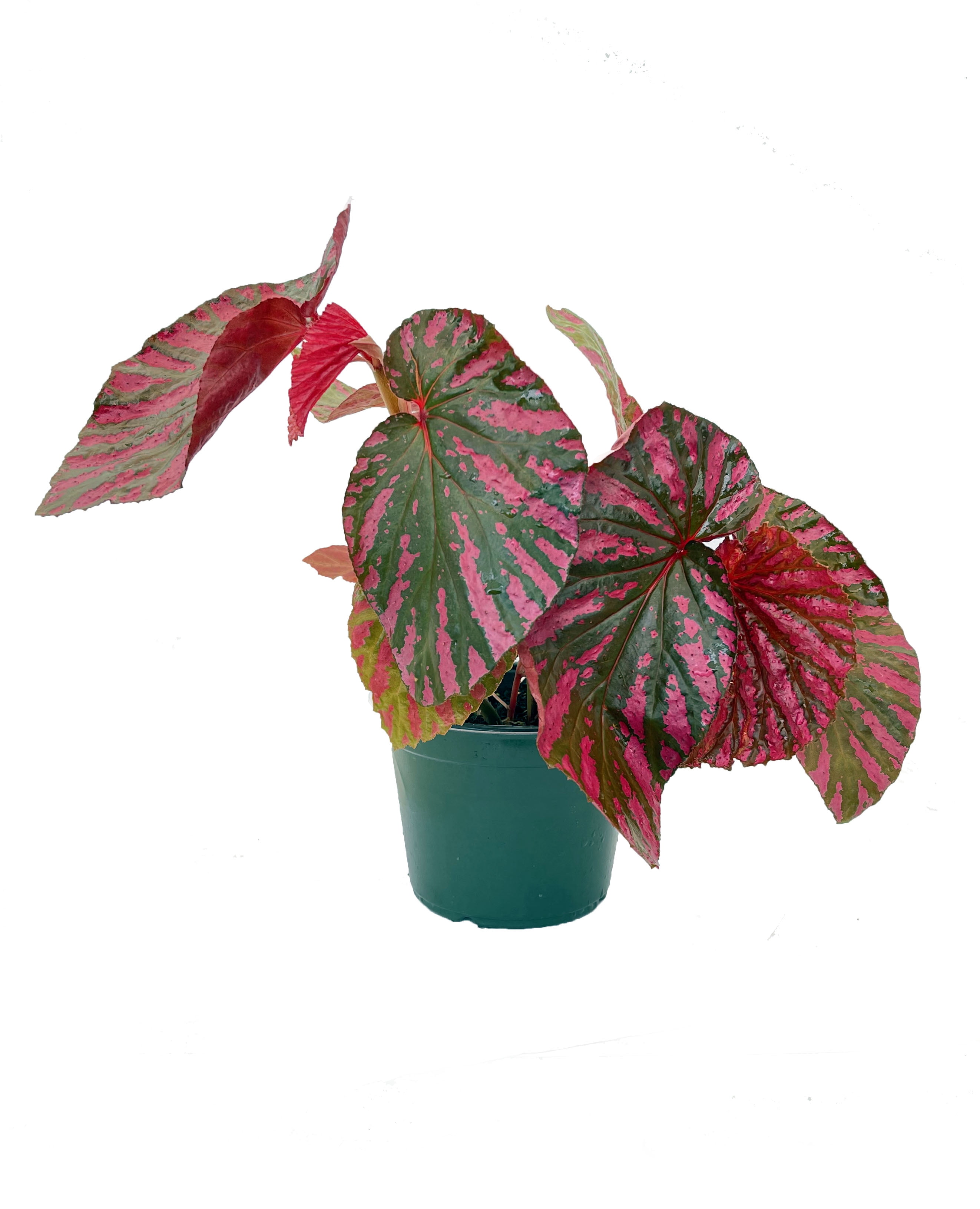 Rare Butterfly Begonia Plant - Begonia amphioxus - 4" Pot - Great ...
