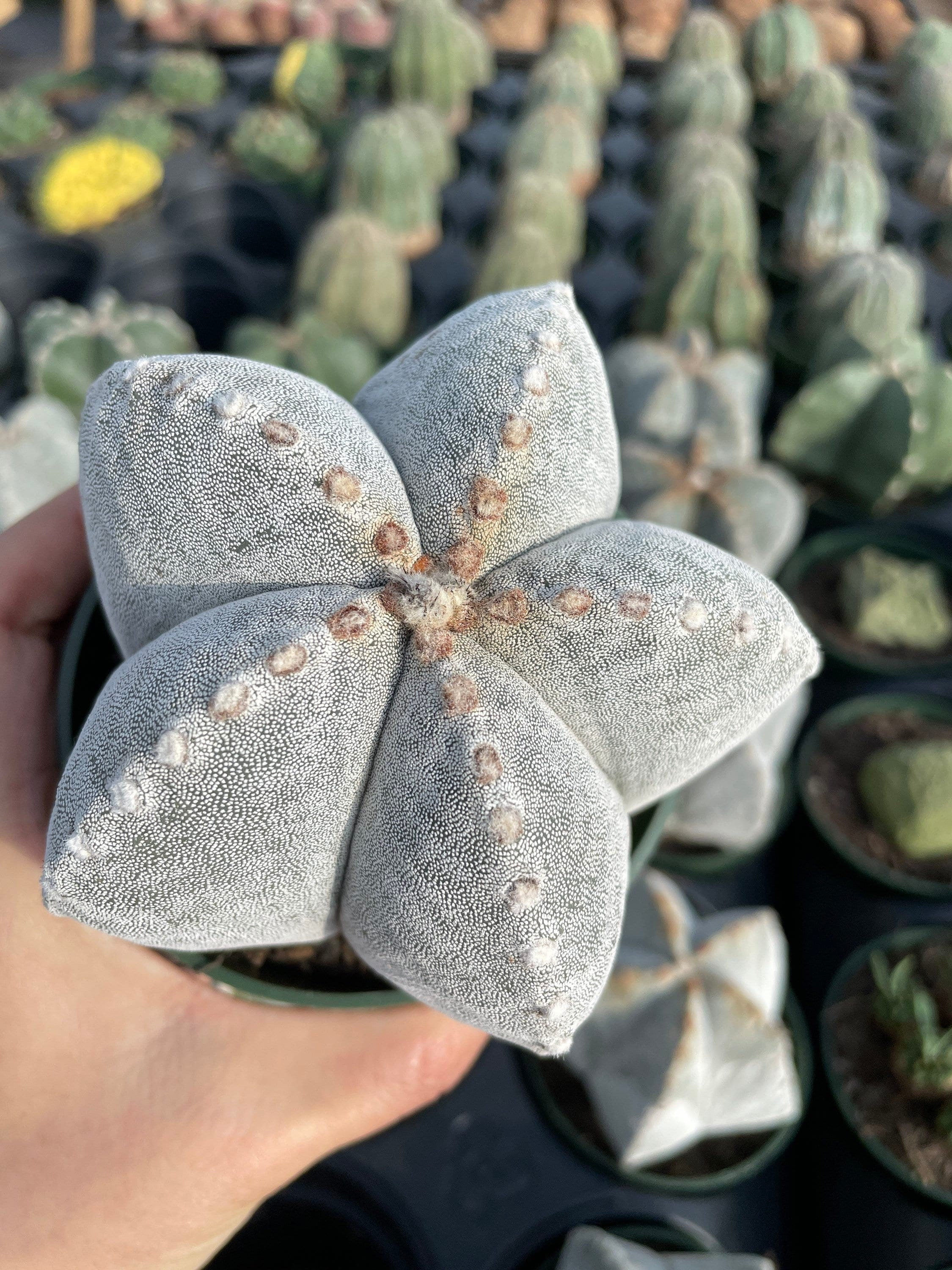 Rare Cactus - Astrophytum Coahuilense - Walmart.com