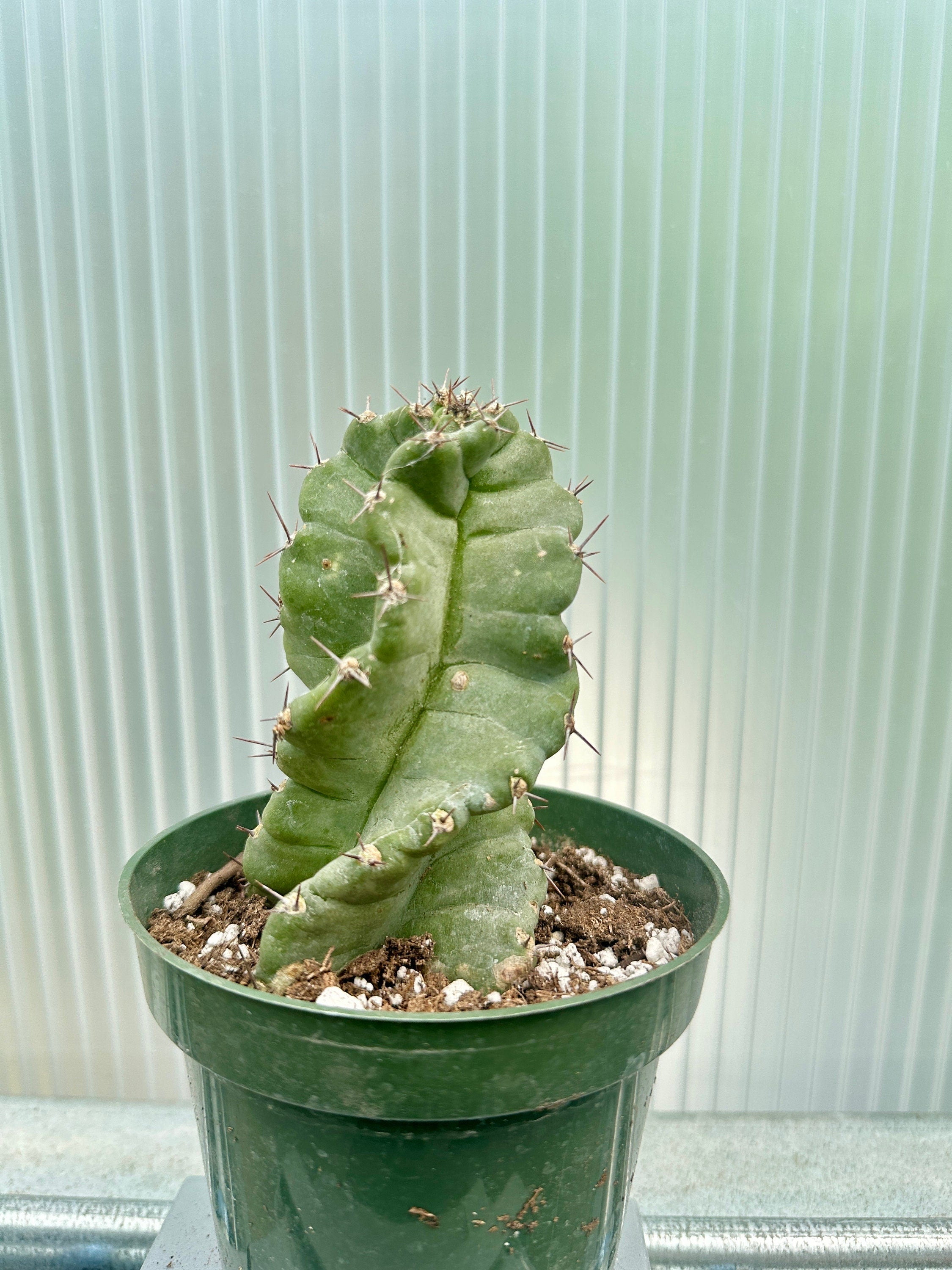 Rare Cactus - Cereus Validus Spiralis (9"-15" tall) - Walmart.com