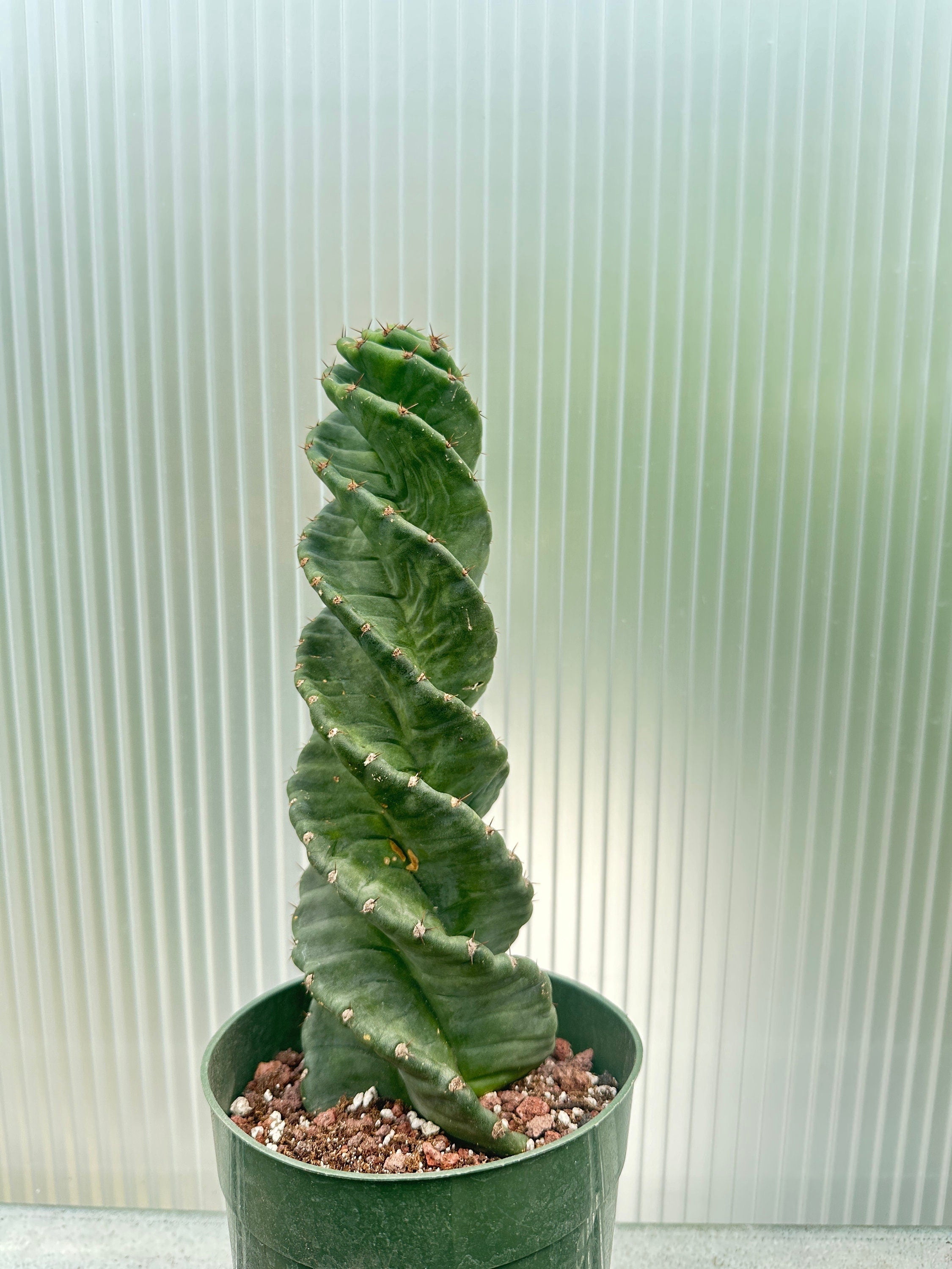 Rare Cactus - Cereus Validus Spiralis (9"-15" tall) - Walmart.com