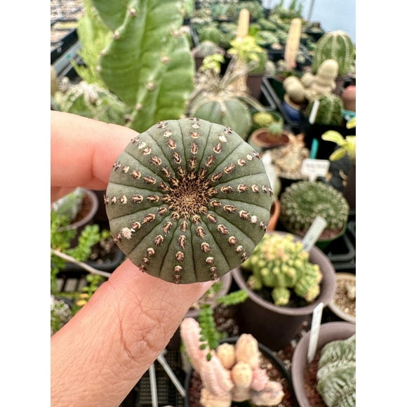 Rare Succulents
