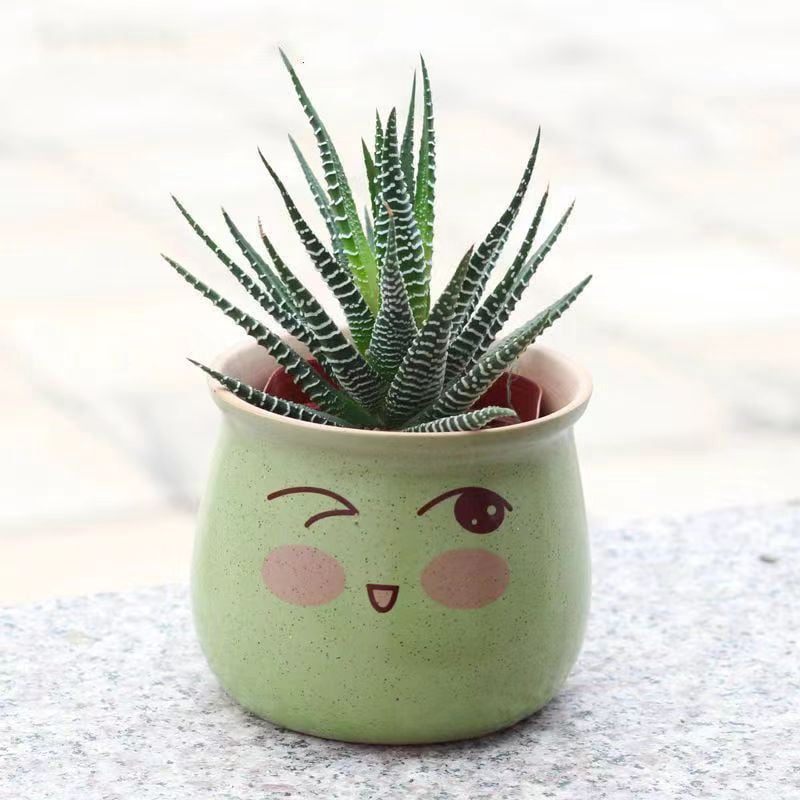 Rare Cactus Succulent Plants | Live House Plants for Home, Office, and ...