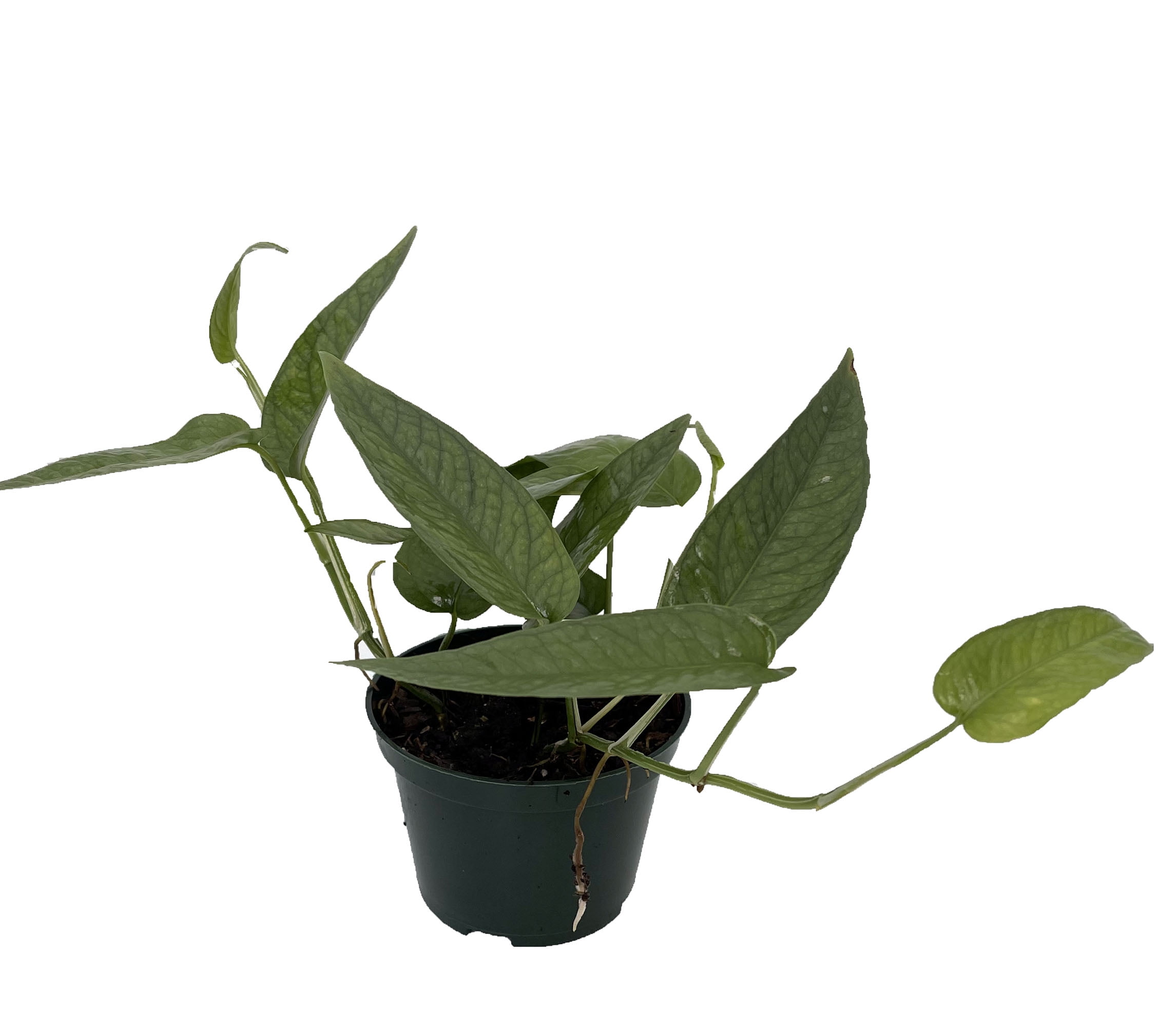Rare Cebu Blue Pothos - Epipremnum Pinnatum - 4" Pot - Walmart.com