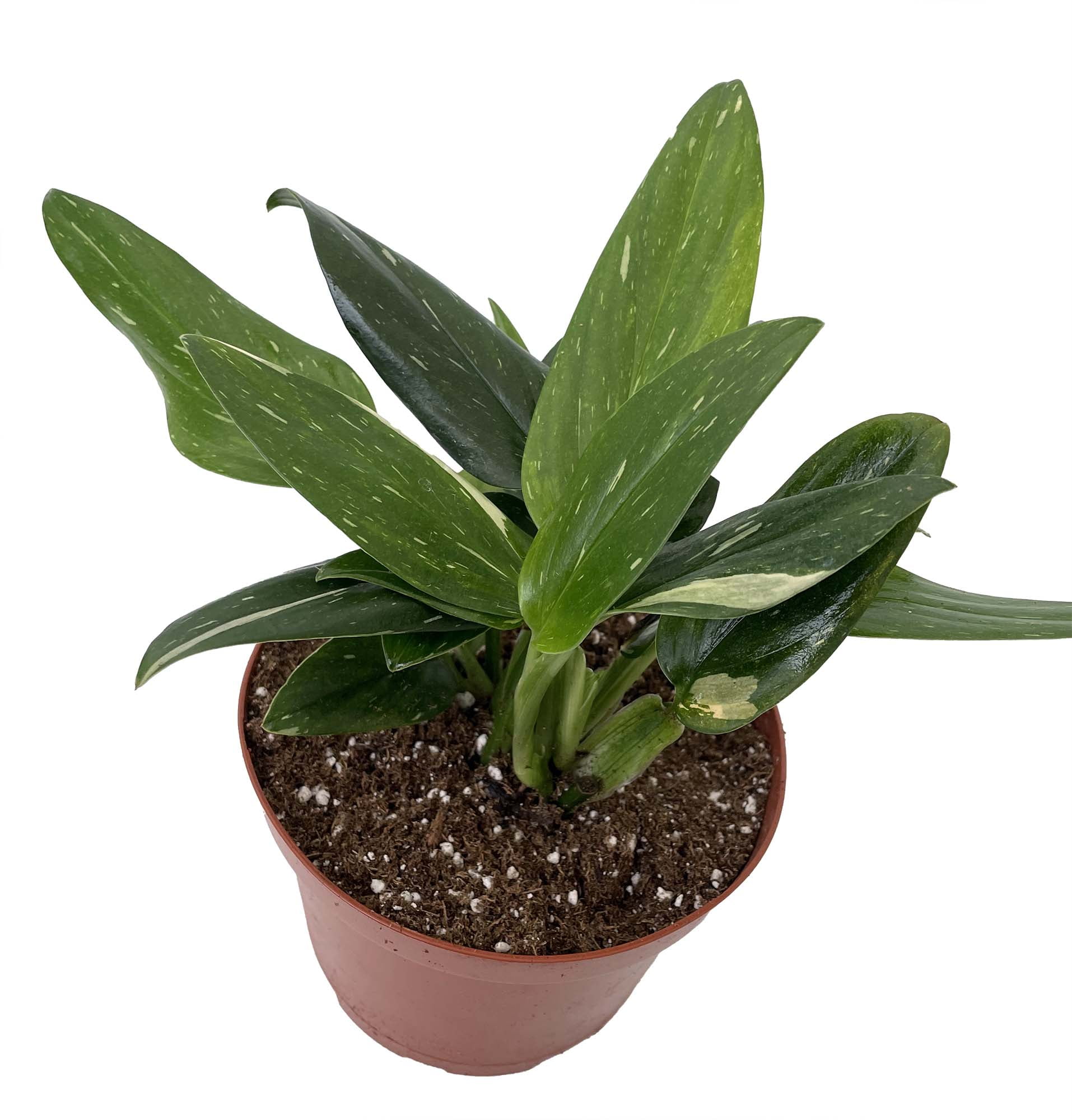 Rare Cobra Philodendron - House Plant -6" Pot - Walmart.com