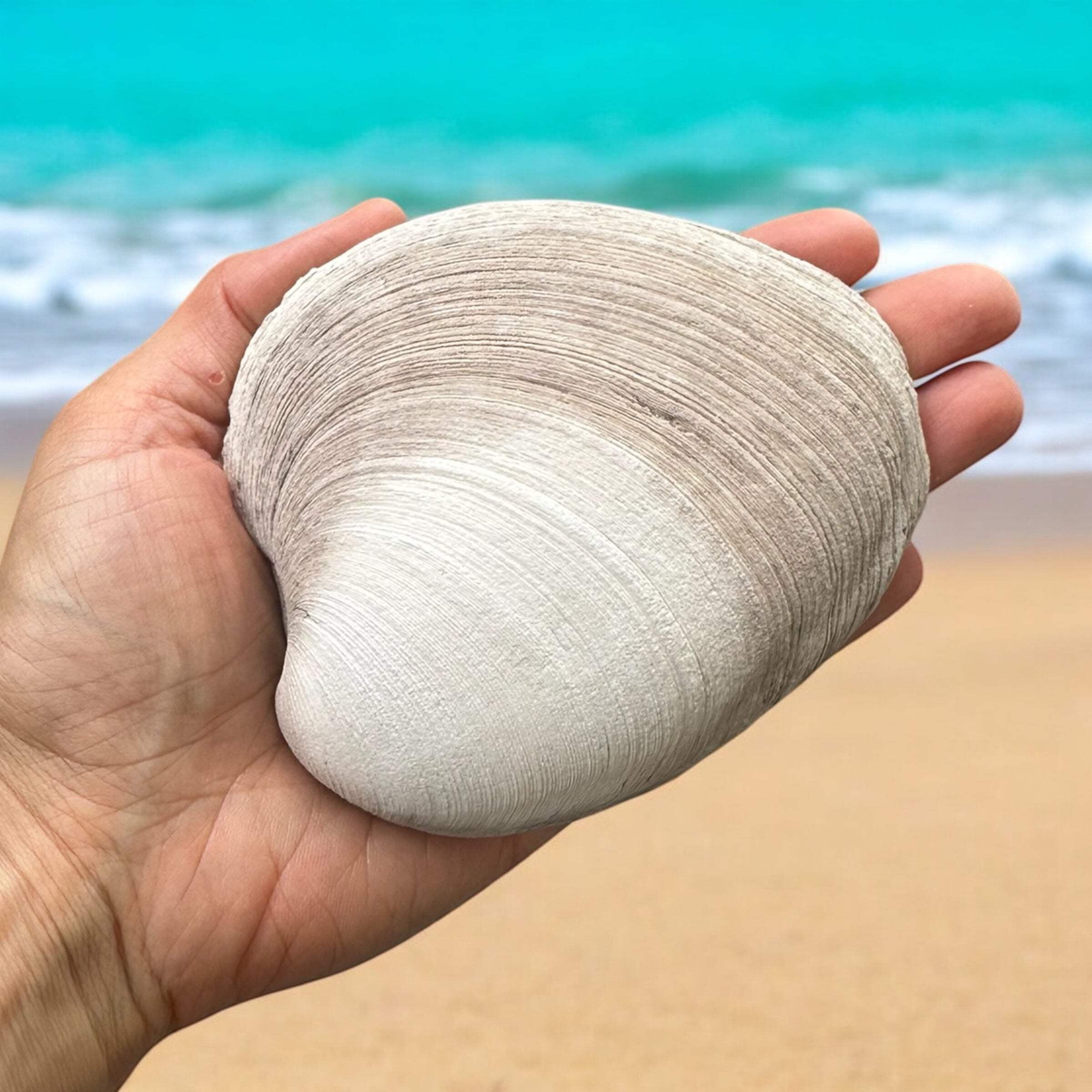 Giant Clam Seashell Rare Thick Round Big Ocean Sea Shell Beach Home ...