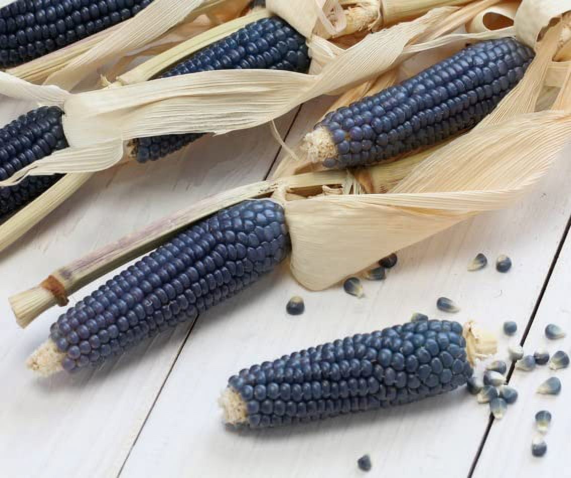 Rare Corn Seeds for Planting - 25 Seeds per Packet - (Blue Hopi Corn ...