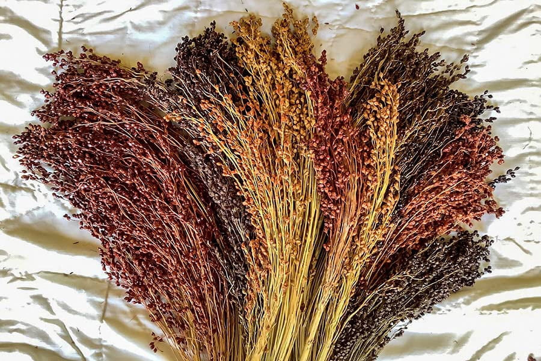 Rare Corn Seeds for Planting - 25 Seeds per Packet - (Broom Corn ...