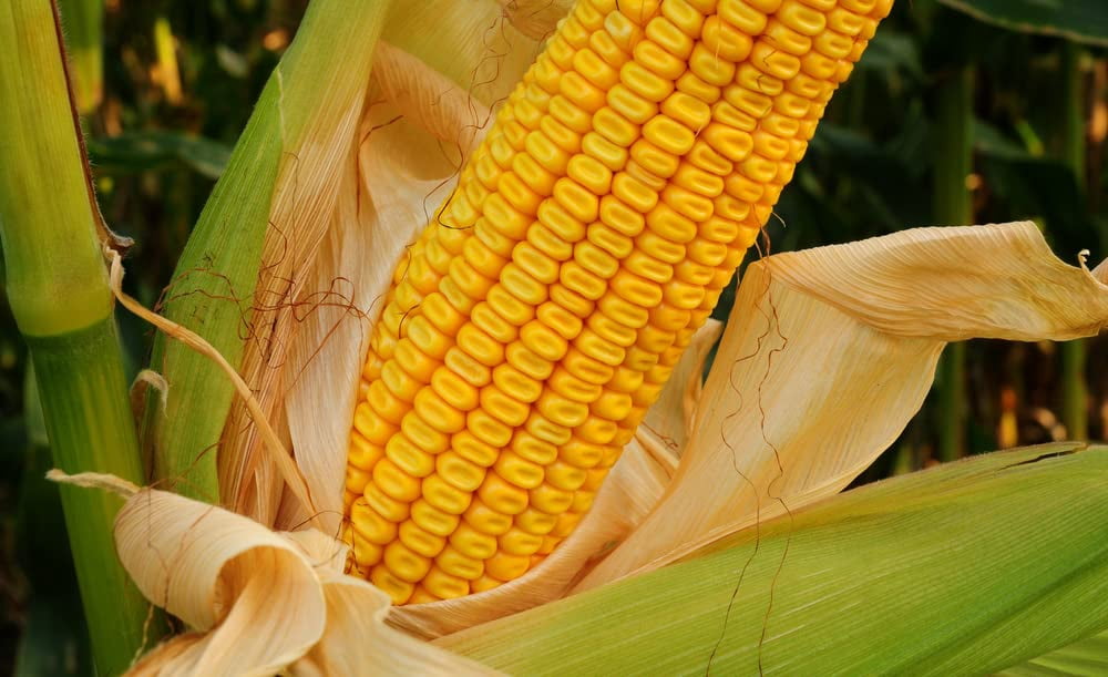 Rare Corn Seeds for Planting - 25 Seeds per Packet - (Deer Food Plot ...