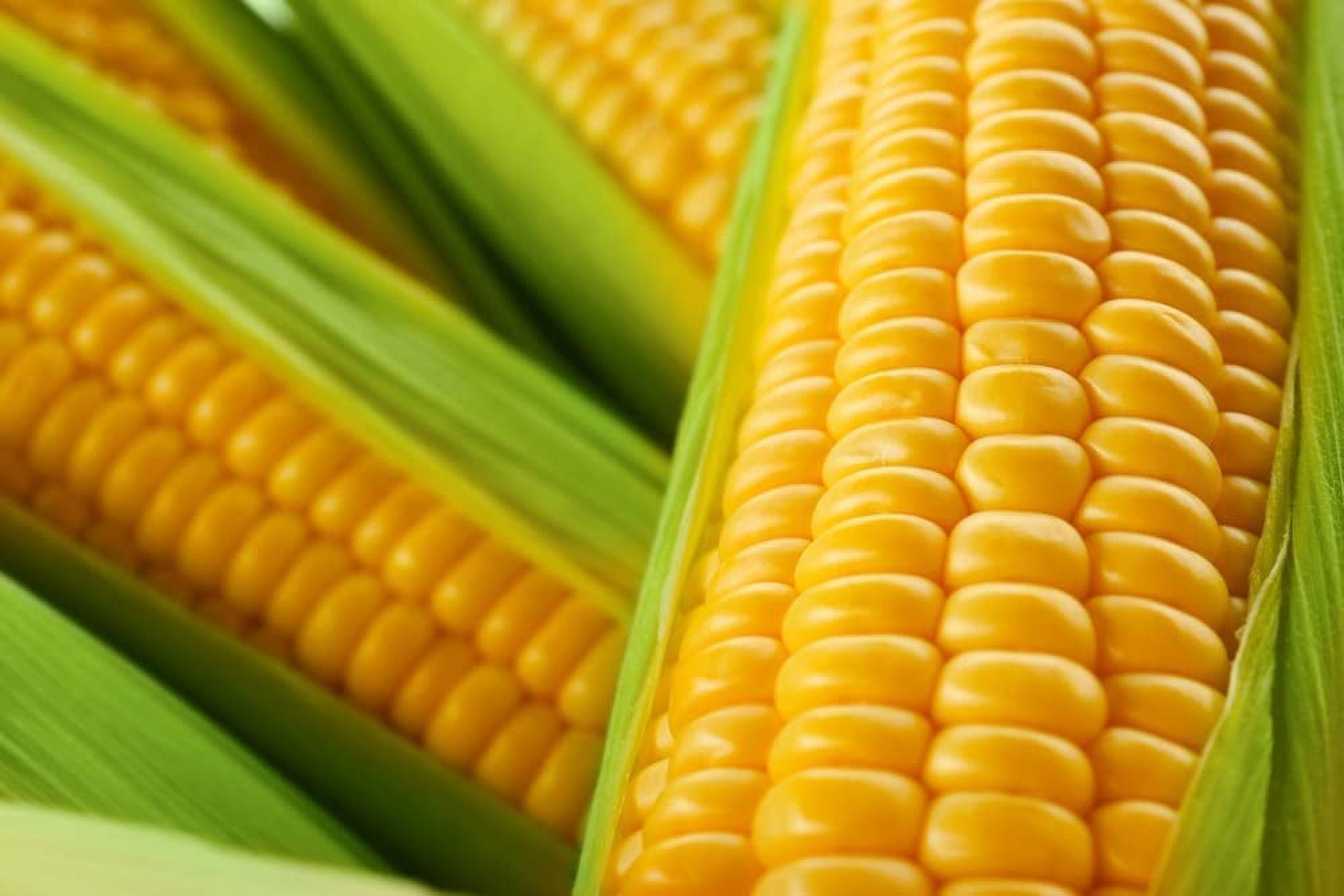 Rare Corn Seeds for Planting - 25 Seeds per Packet - (Incredible Sweet ...