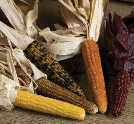 Rare Corn Seeds for Planting - 25 Seeds per Packet - (Mixed Color ...