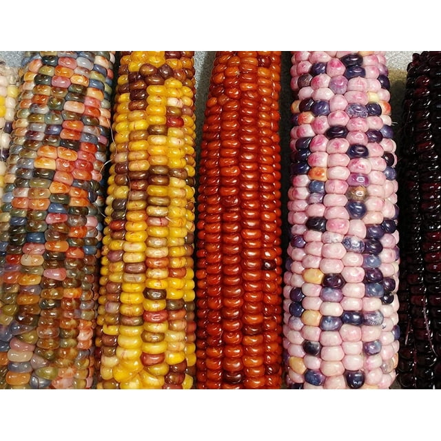 Rare Corn Seeds for Planting - 25 Seeds per Packet - (Mountain Indian ...