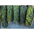 Rare Corn Seeds for Planting - 25 Seeds per Packet - (Oaxacan Green ...