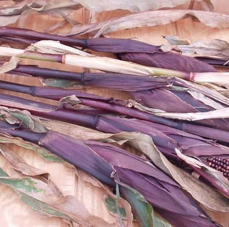 Rare Corn Seeds for Planting - 25 Seeds per Packet - (Red Stalker Corn ...