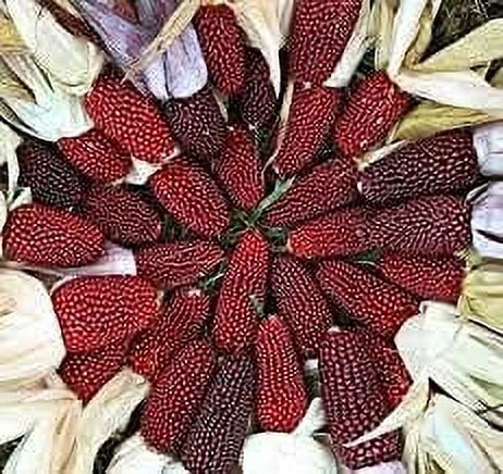 Rare Corn Seeds for Planting - 25 Seeds per Packet - (Strawberry ...
