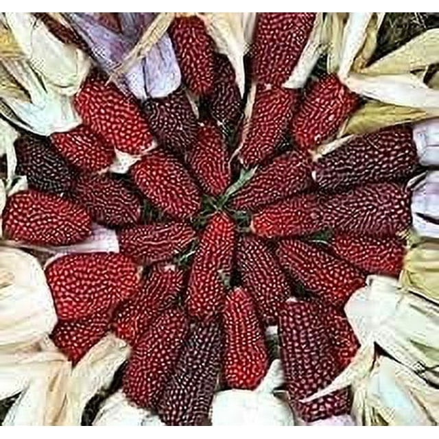 Rare Corn Seeds for Planting - 25 Seeds per Packet - (Strawberry ...