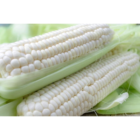 Rare Corn Seeds for Planting - 25 Seeds per Packet - (White Corn ...