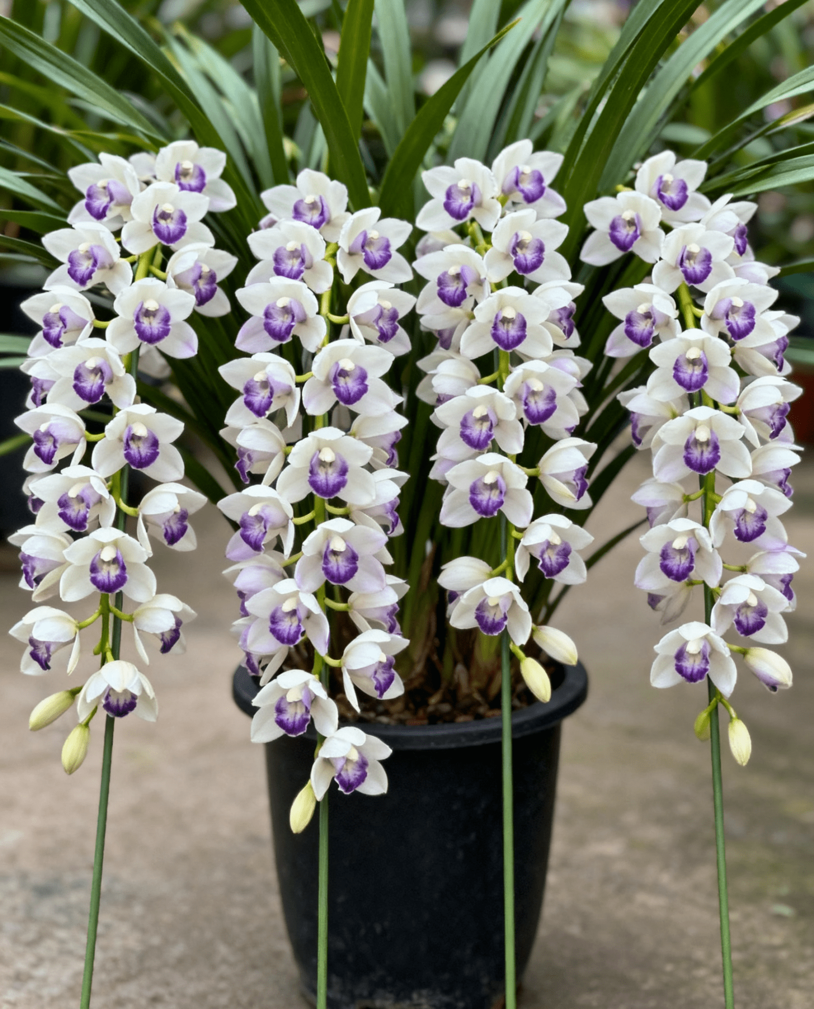 Rare Cymbidium-Bulbs For Planting - Garden Elegance Decoration ...