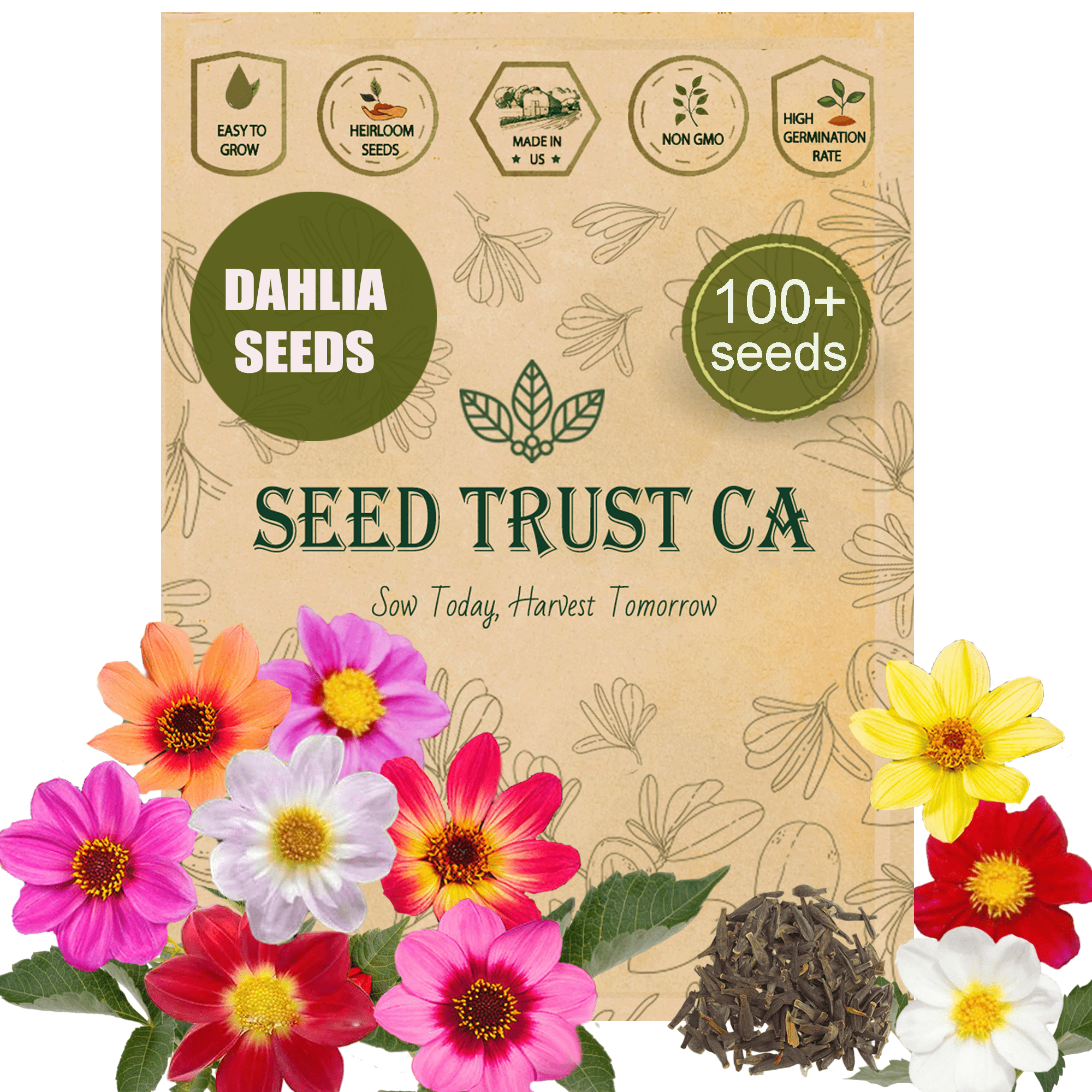 Rare Dahlia Seeds for Planting - 100+ High-Yielding, Mixed Colors ...