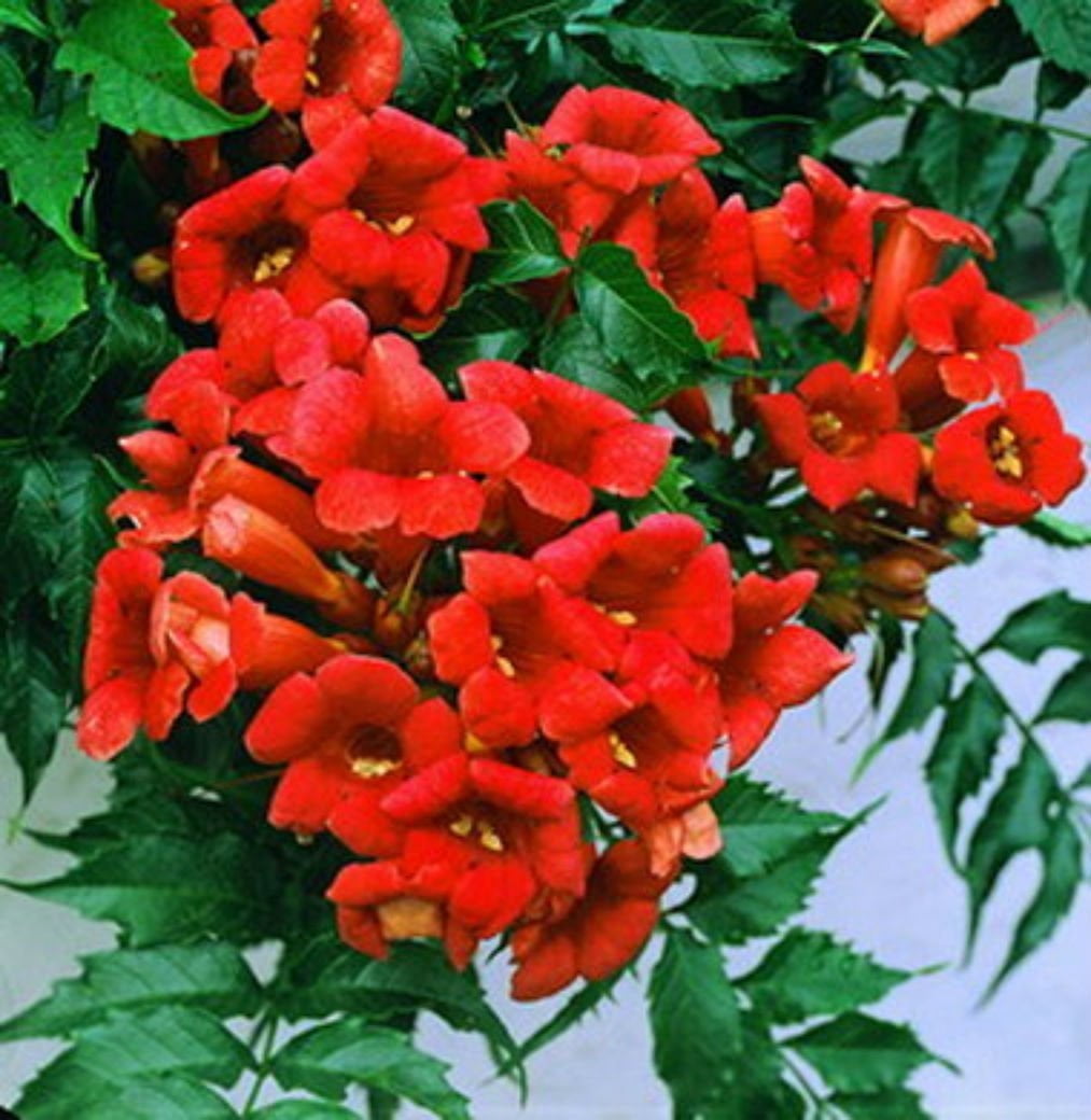 Rare Dark Red Hummingbird Trumpet Vine! HARDY! 20 seeds! - Walmart.com