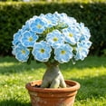 Rare Desert Rose —(Non-Artificial)--10 color options-- Low-Maintenance ...