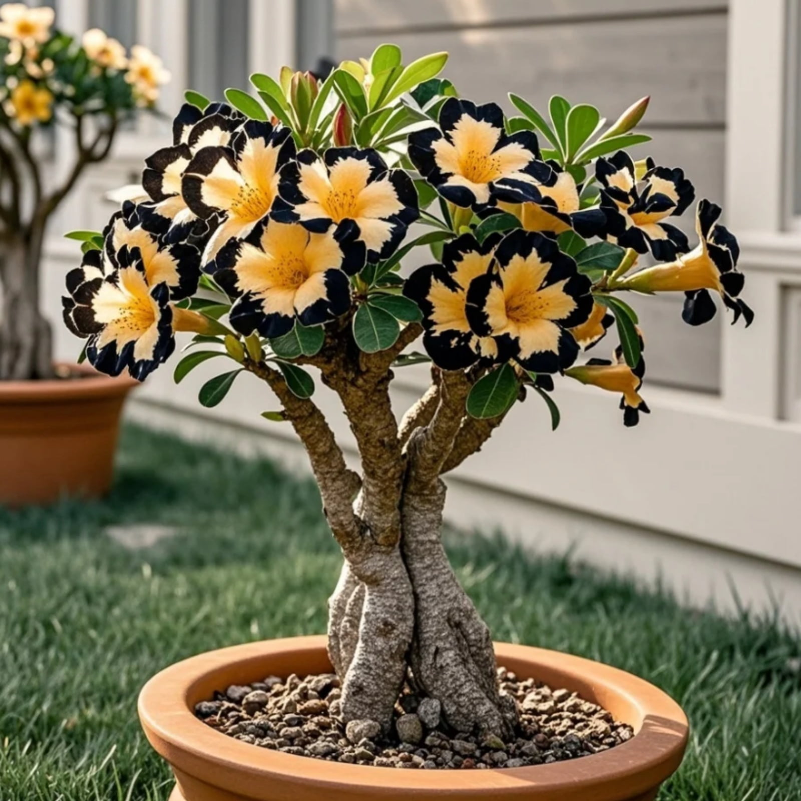 Rare Desert Rose -Plants Bulbs For Planting-Ornamental-Plants for ...
