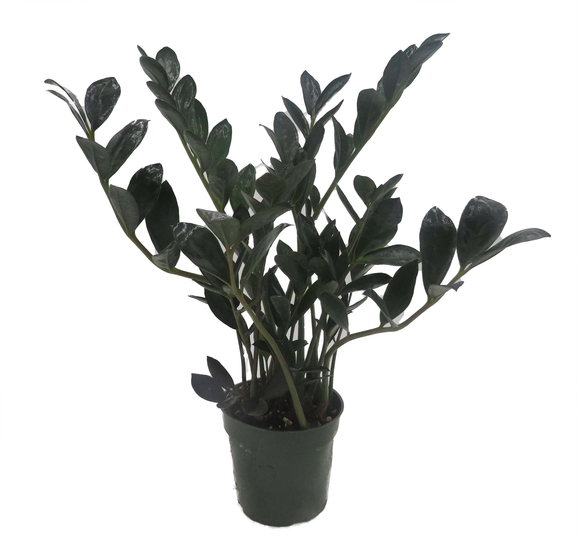 Rare Dwarf Black ZZ Plant - Zamioculcas Zamicro - 4" Pot - Houseplant ...