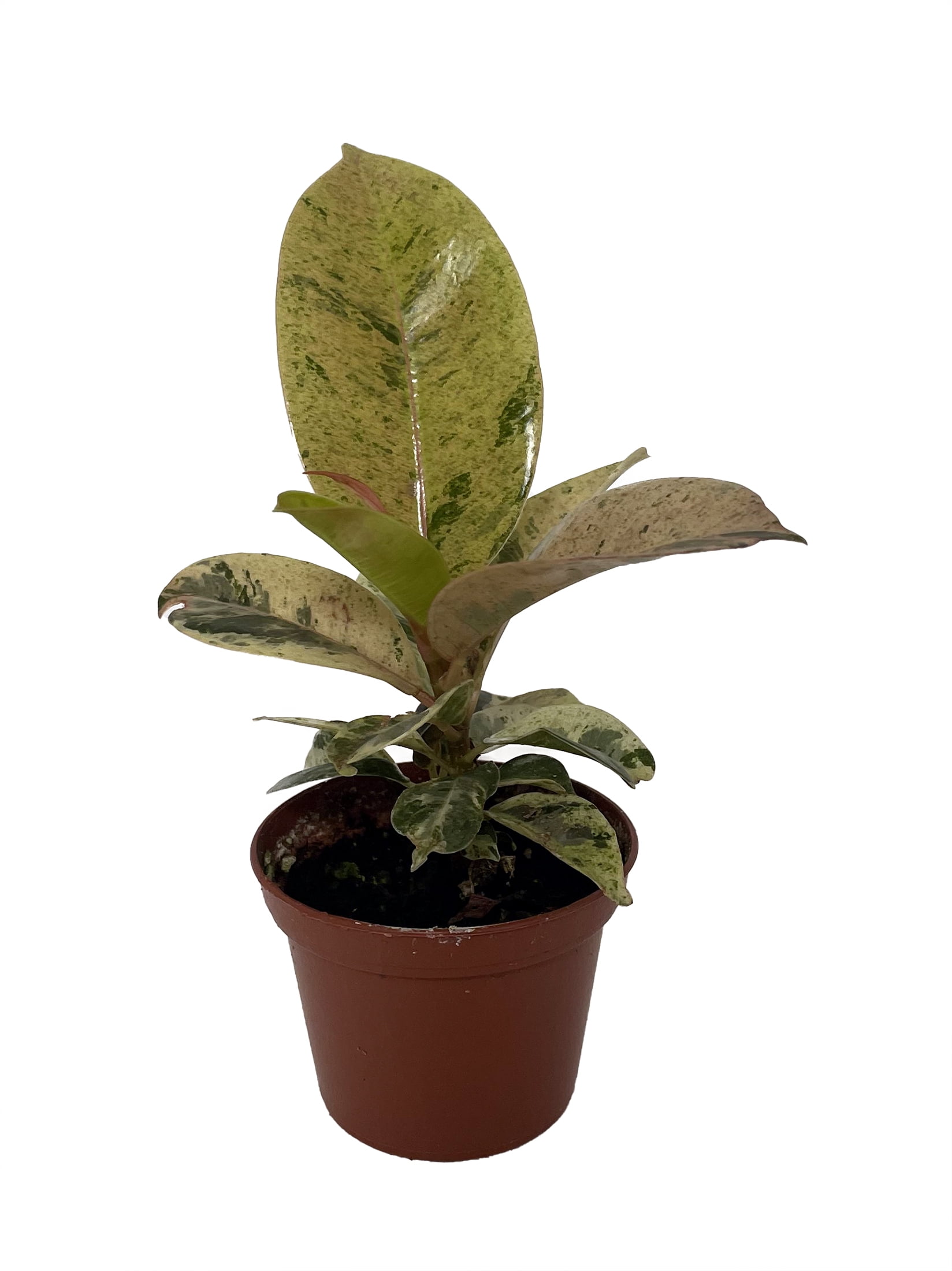 Rare Elastica 'shivereana' Ficus - Moonshine Rubber Tree - 2.5" Pot ...