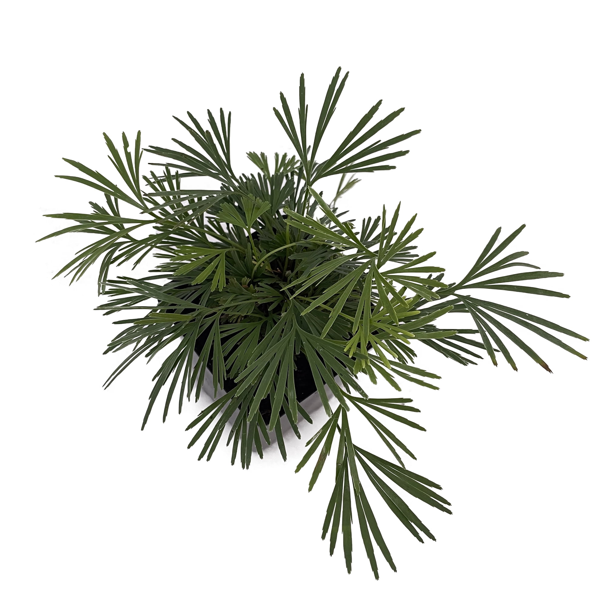 Rare Exotic Arabian Eyelash Fern - Actiniopteris semiflabellatta - 2.5 ...