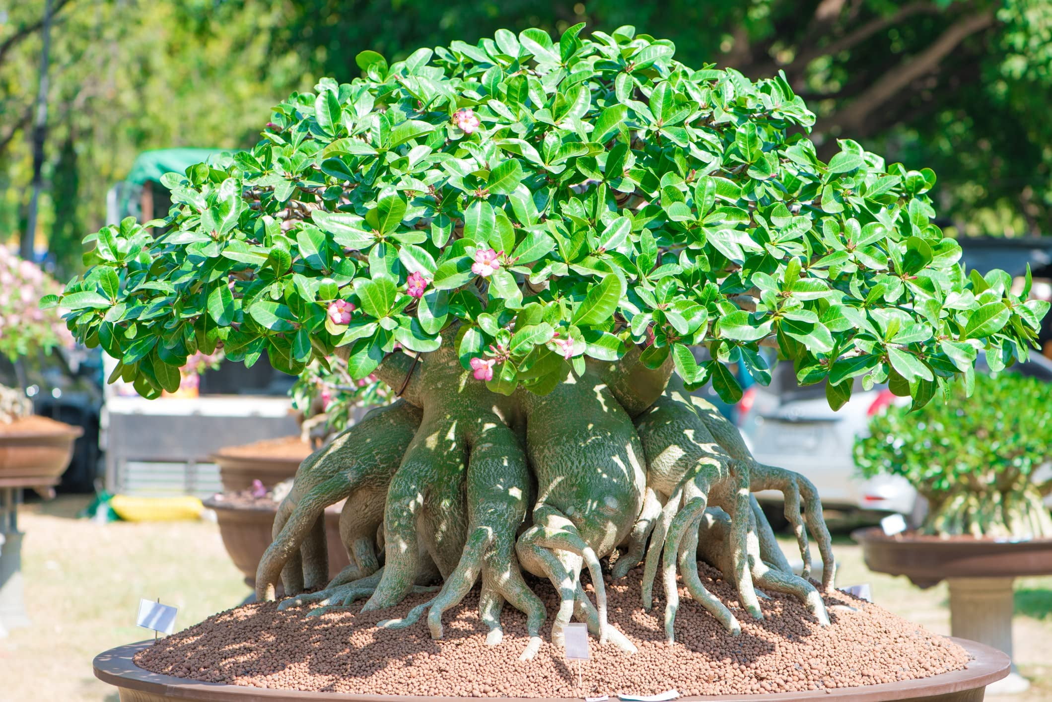 CZ Grain 10 Adenium Obesum Plant Seed, Easy to Grow - Walmart.com