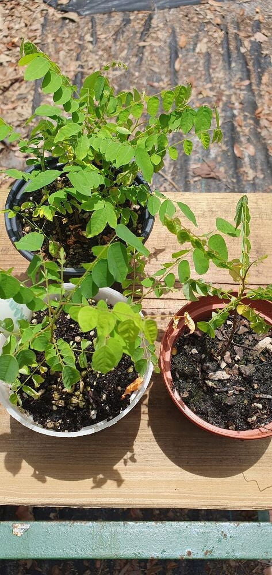 Rare Exotic Star Fruit Trees 3"-5" Potted Seedling Trees. - Walmart.com