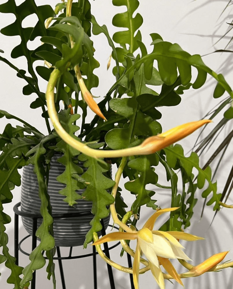 Rare Fishbone Cactus, Epiphyllum Anguliger Ric Rac Cactus,Zig Zag ...