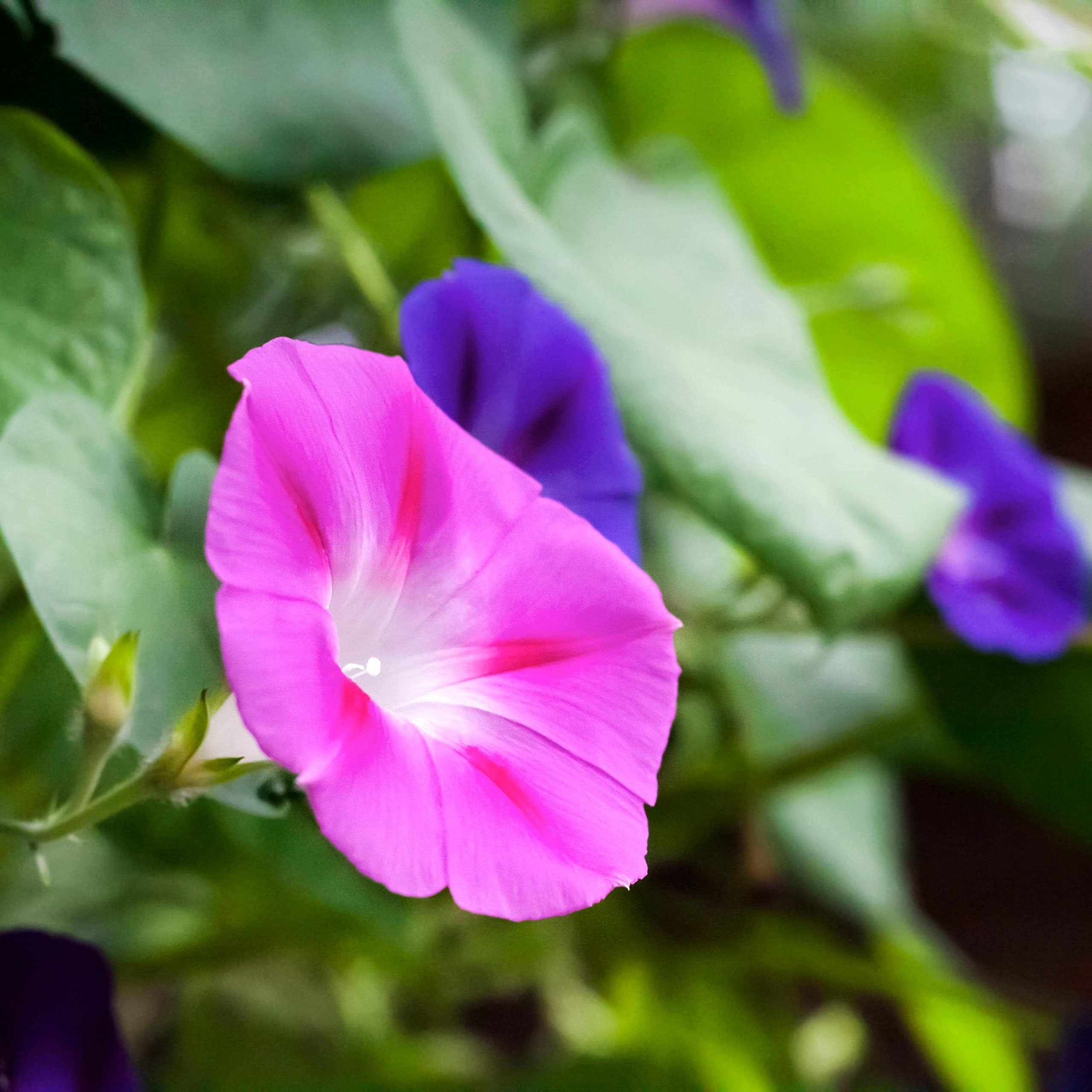 Rare Flower Morning Glory Mix Seeds, 50 Seeds, Heirloom Bonsai Big ...