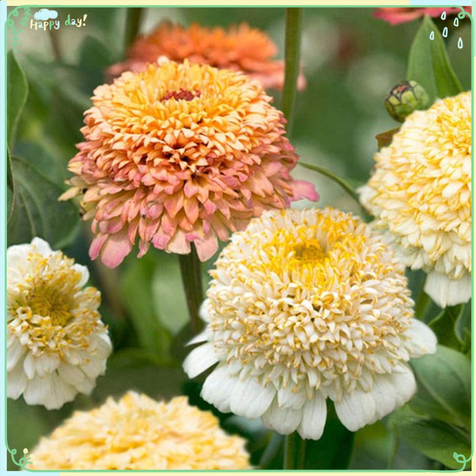 Rare Flower Plant Seeds 100+ Zinnia Seeds MHD1- Peaches & Cream ...