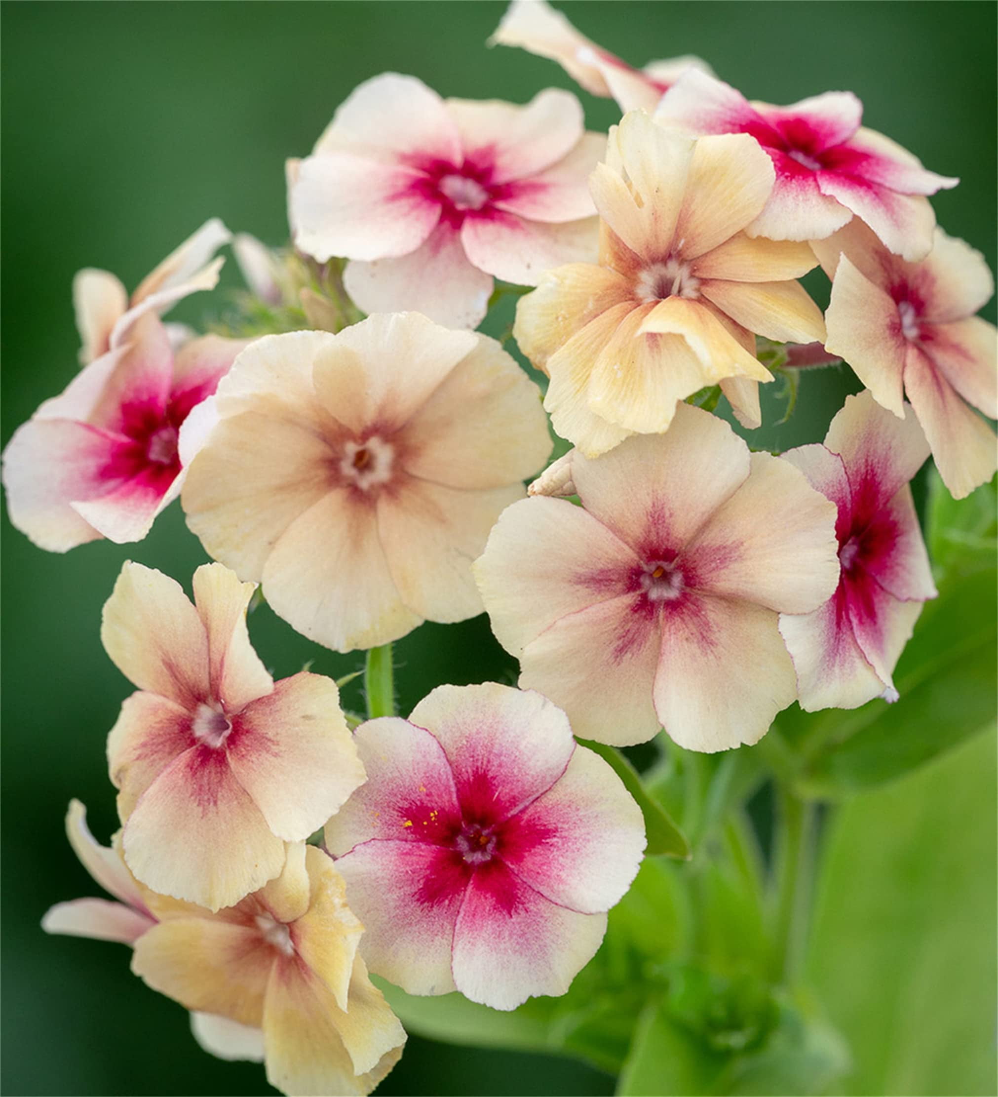 Rare Flower Seeds AJH3 Plant Seeds 300 Pcs Phlox Seeds Flower Seeds for ...