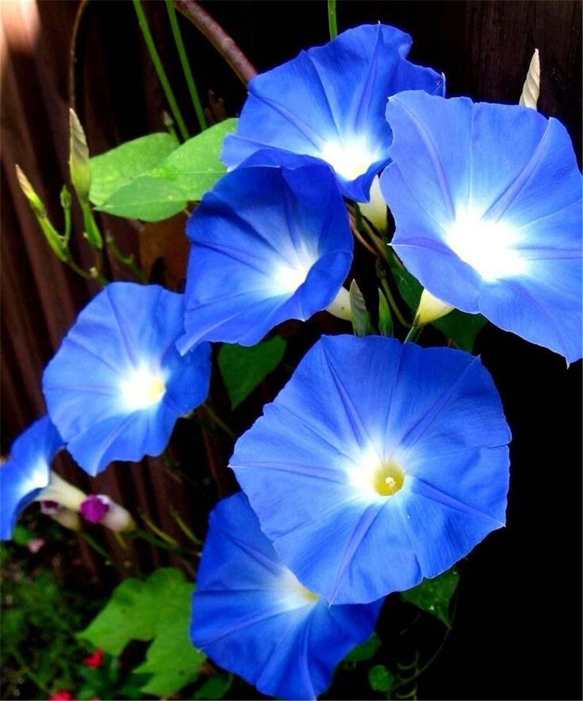 Rare Flower Seeds FEV6 Blue Color Morning Glory Seeds 100+ Bonsai Big ...